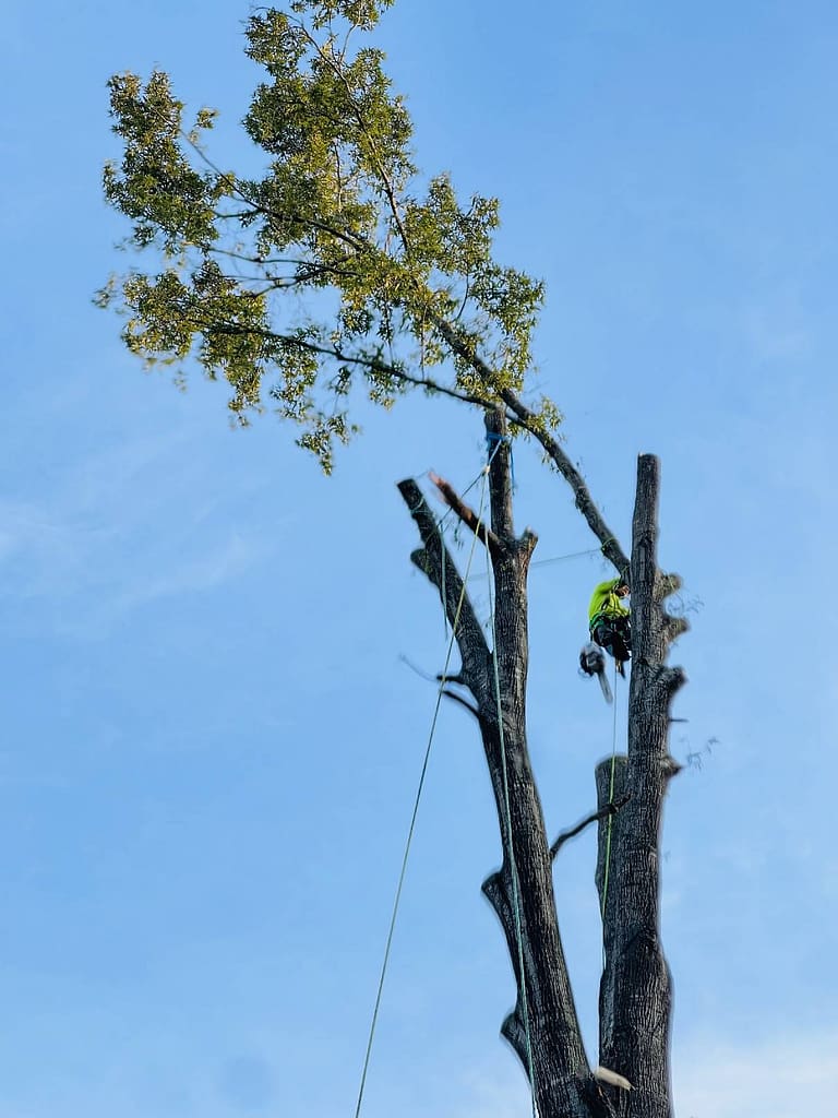 Commercial Landscaper Columbus GA - R & C Tree Service